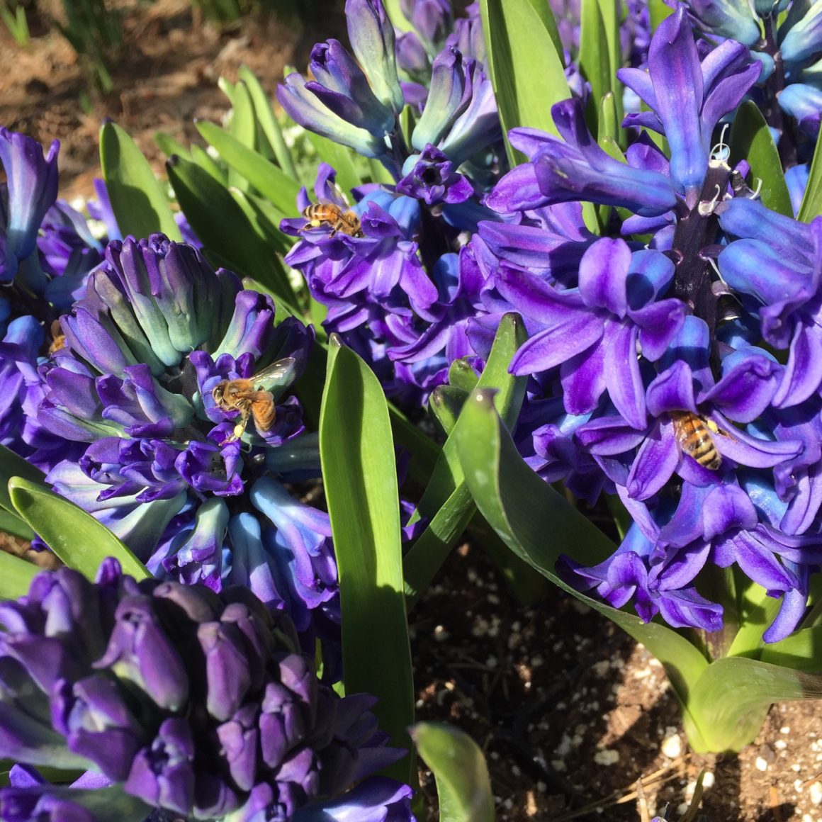 Go Wild for Rewilding! 6 Steps to Create a Wildlife-Friendly Yard ...