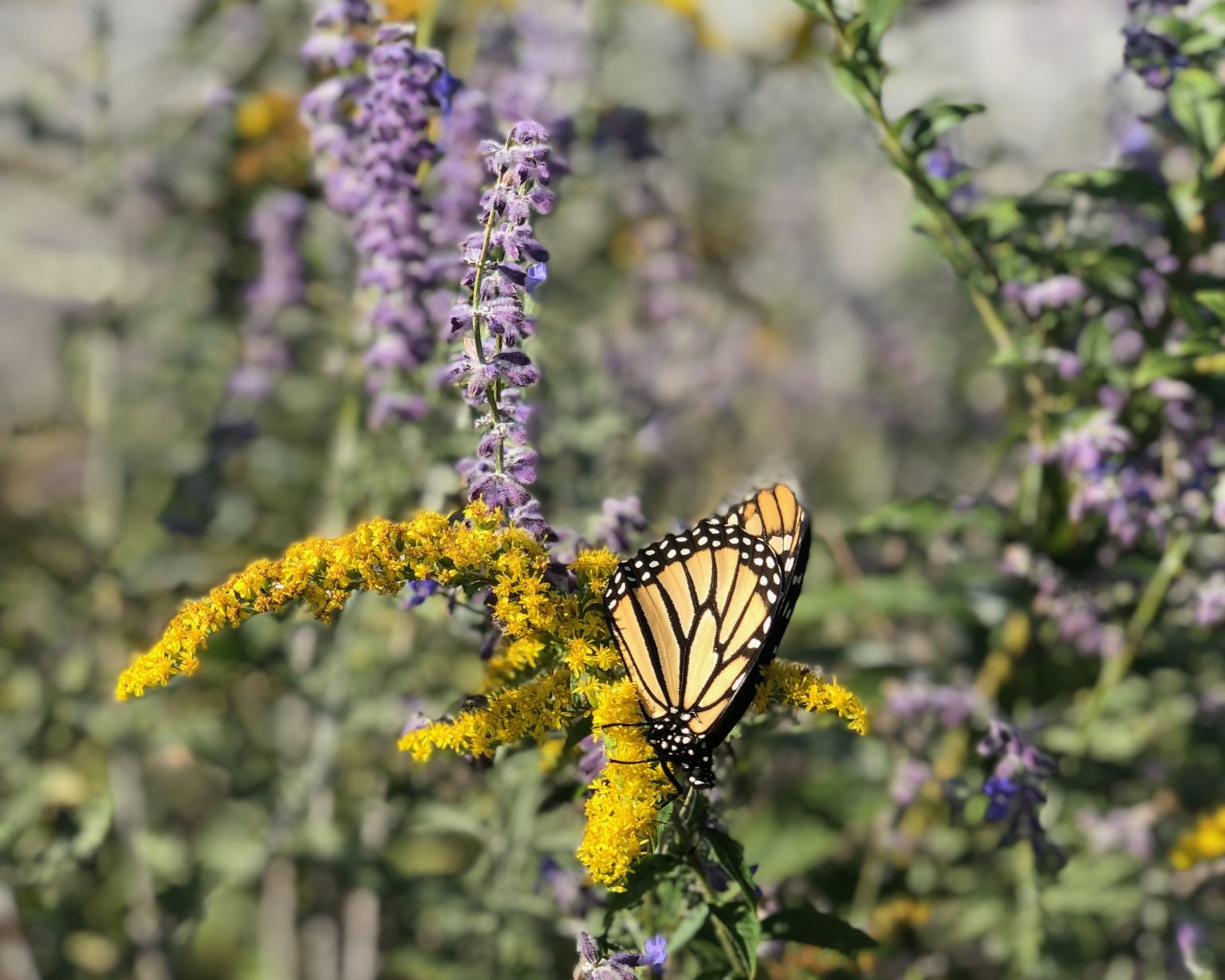 Go Wild for Rewilding! 6 Steps to Create a Wildlife-Friendly Yard ...